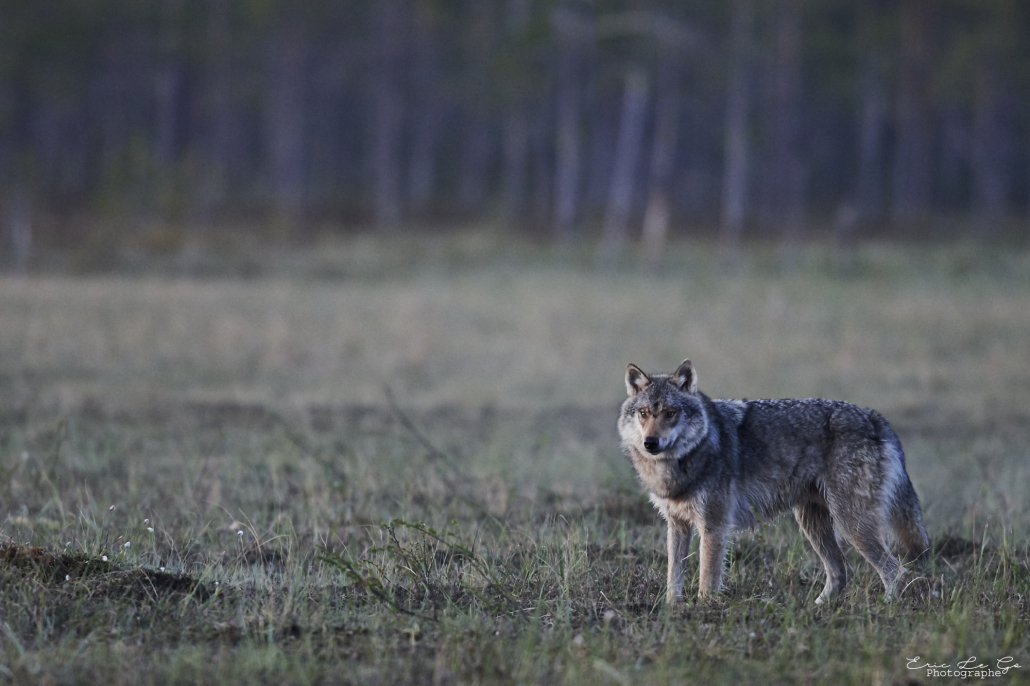 Good to know – Boréal Wildlife Center