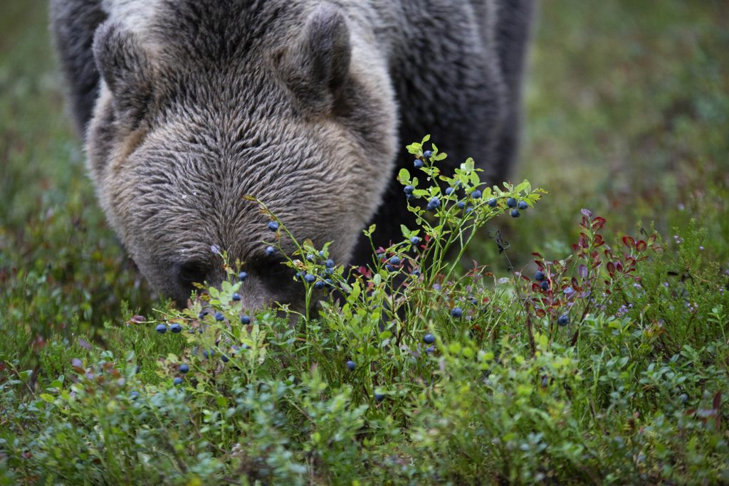 Gallery – Boréal Wildlife Center