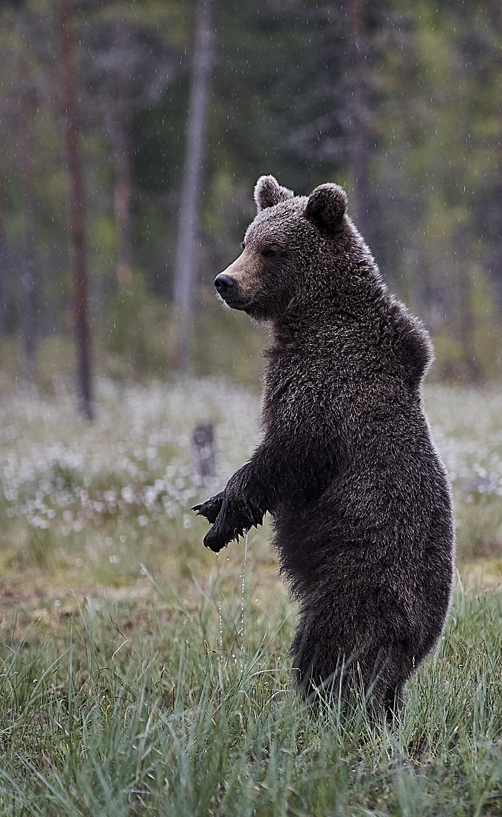 Good to know – Boréal Wildlife Center